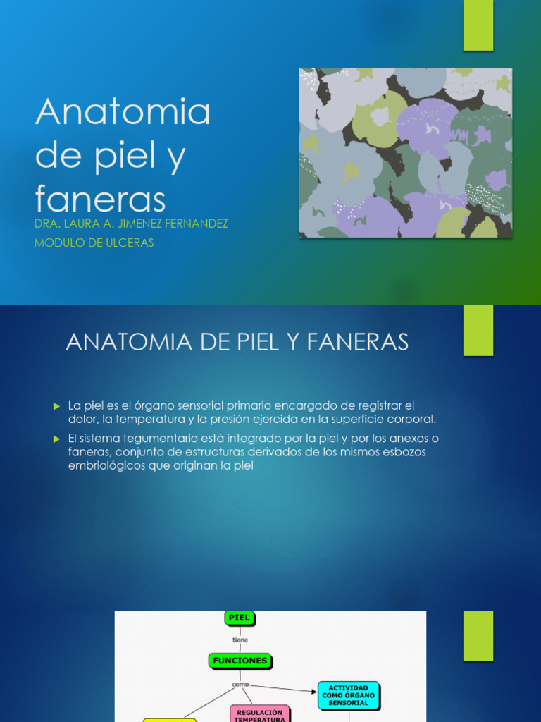 Anatomia de Piel y Faneras | PDF | Piel | Glándulas