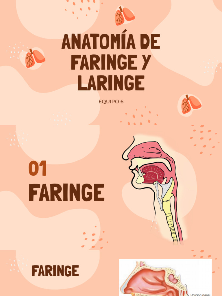 Anatomía de Faringe y Laringe | PDF | Laringe | Anatomía humana