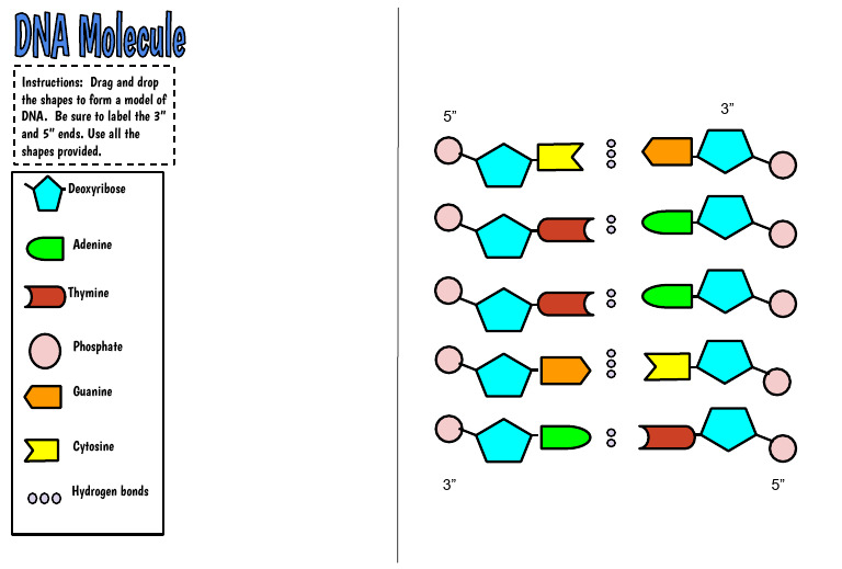 DNA - Build It | PDF