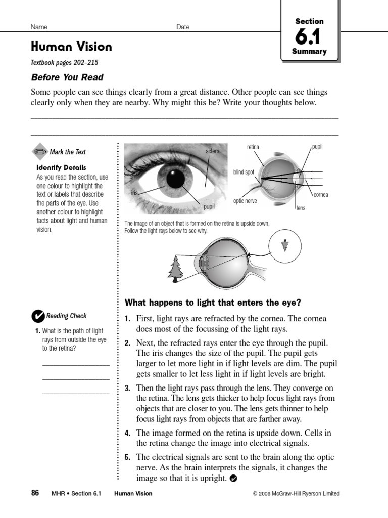 Human Eye Old Study Guide | PDF | Eye | Visual Perception