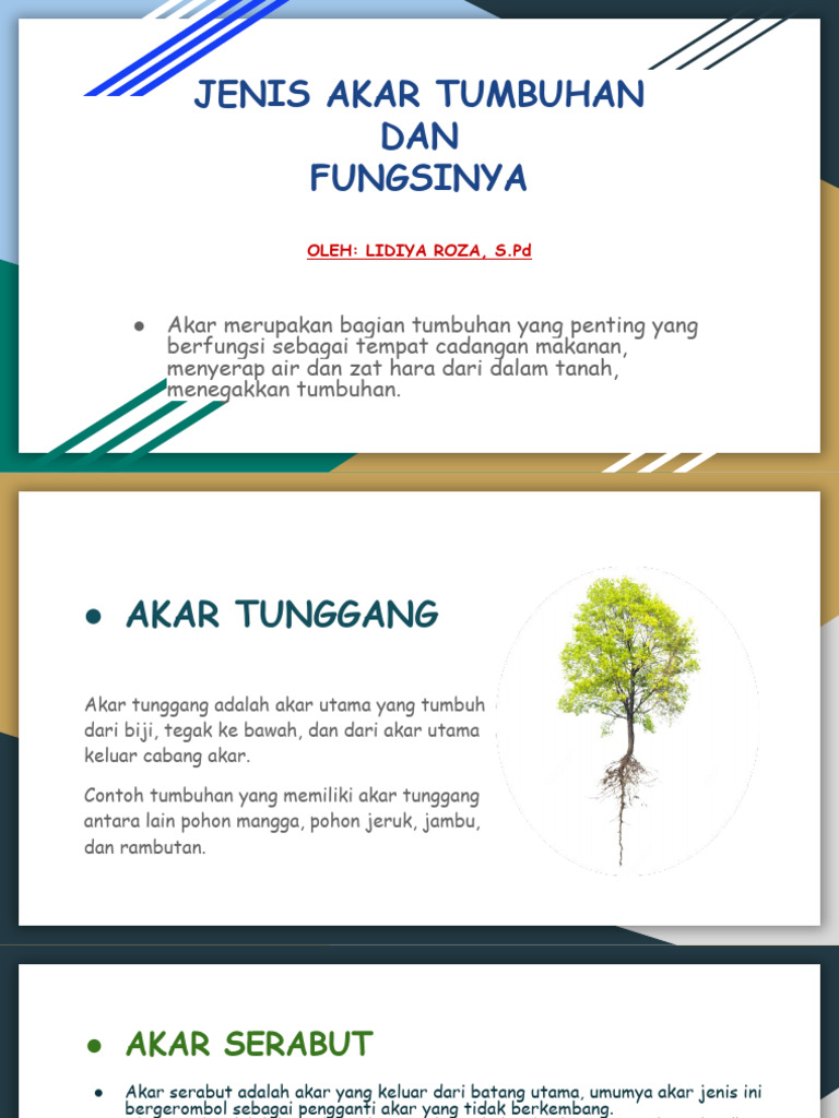 Jenis Akar Tumbuhan Dan Fungsinya | PDF | Sains & Matematika