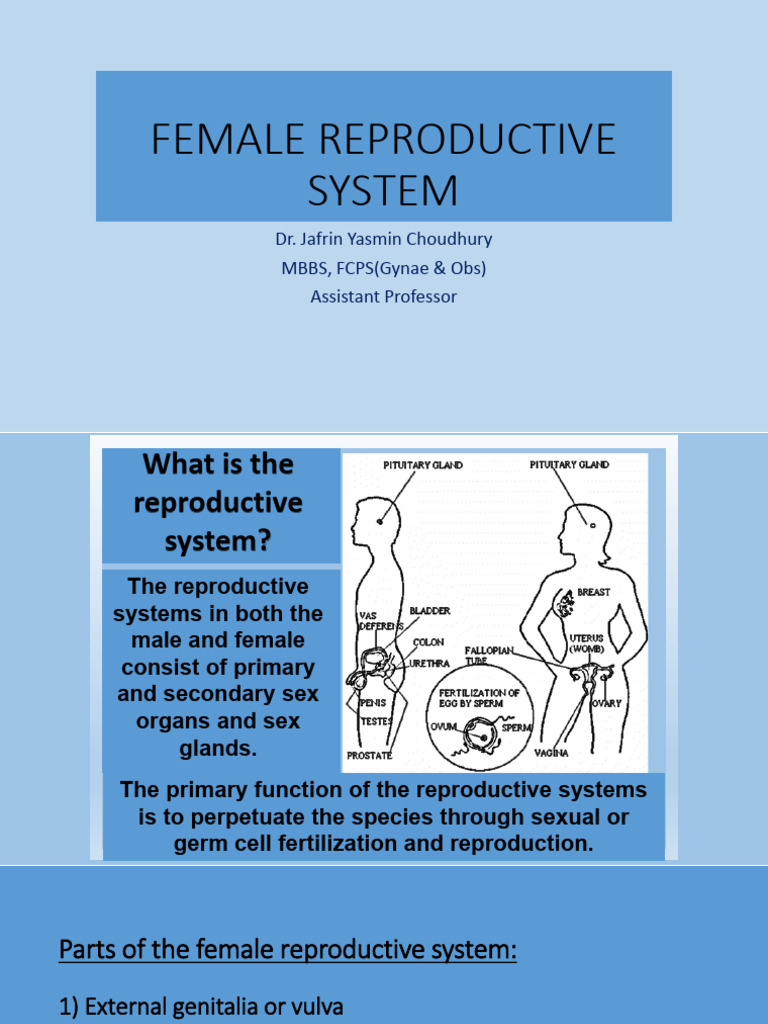 Overview of the Female Reproductive System | PDF | Uterus | Labia