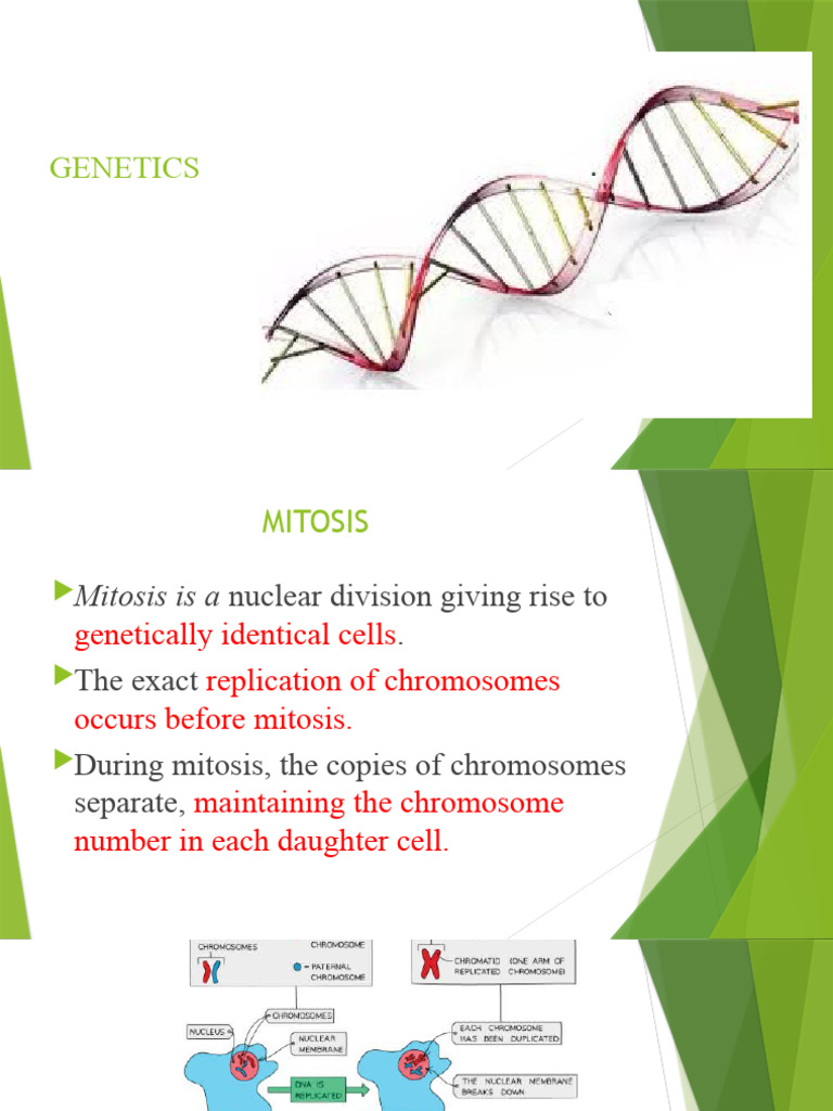 Genetics | PDF | Meiosis | Ploidy