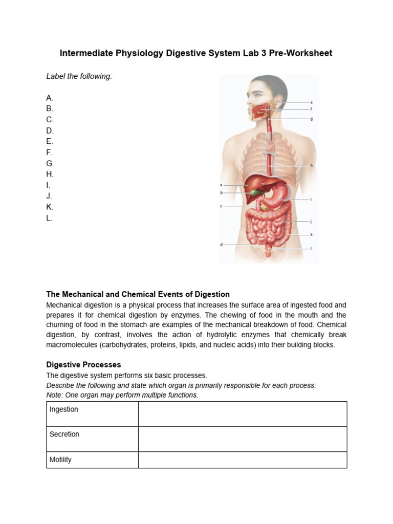 IP Pre-Worksheet GI | PDF | Digestion | Stomach