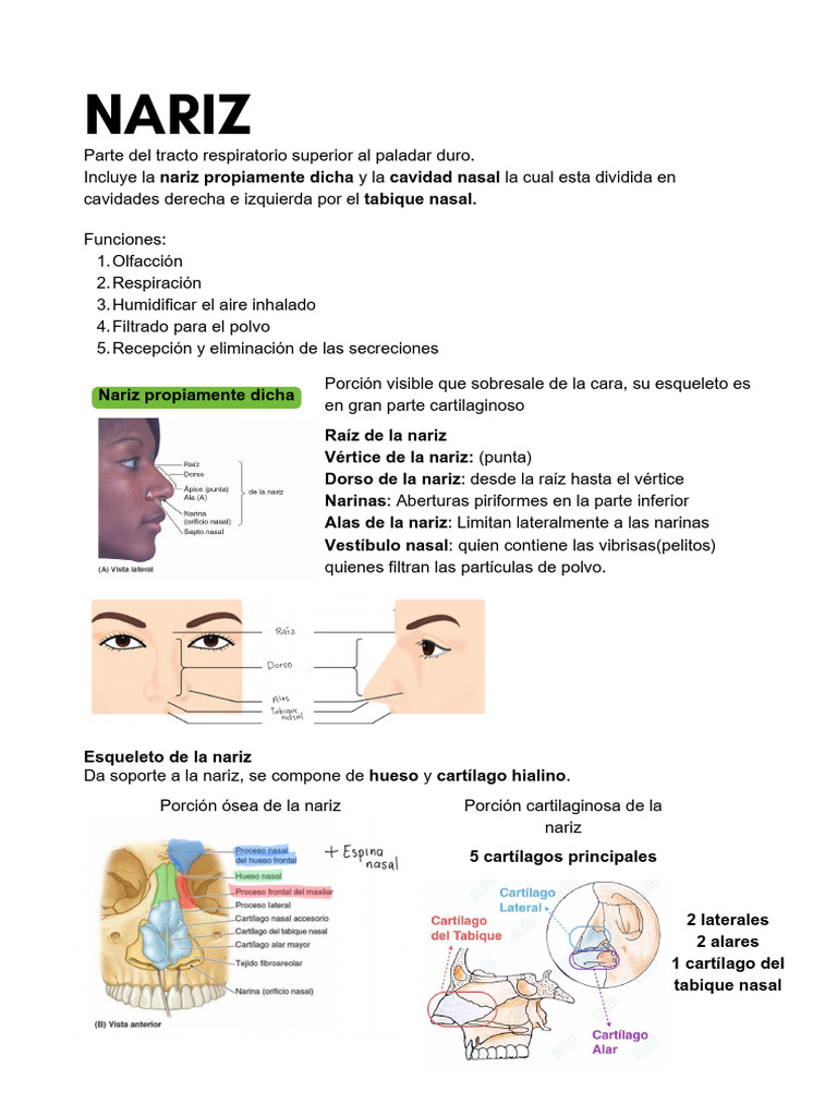 Nariz | PDF | Nariz humana | Cara