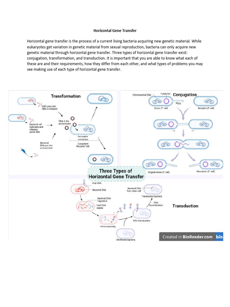 Horizontal Gene Transfer Activity Guide | PDF | Transformation ...