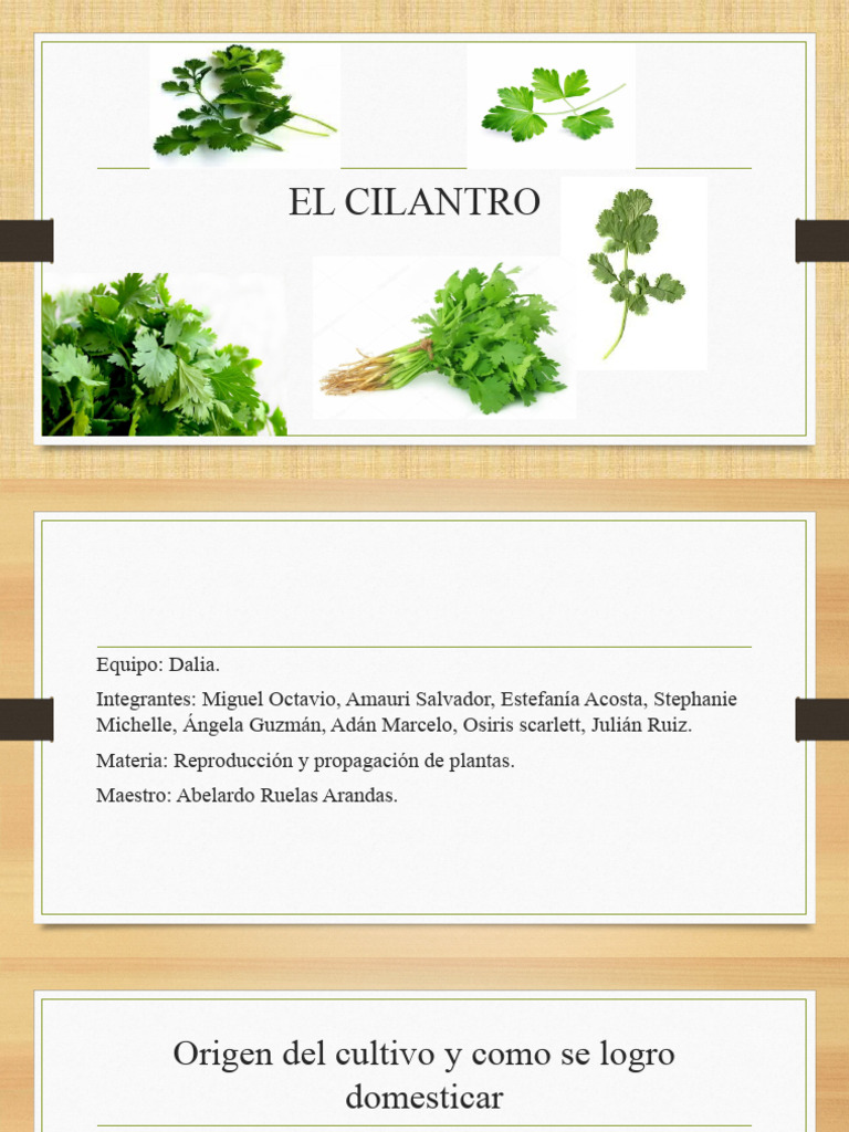 El Cilantro Trabajo de La Tae | PDF | Cilantro | Agricultura