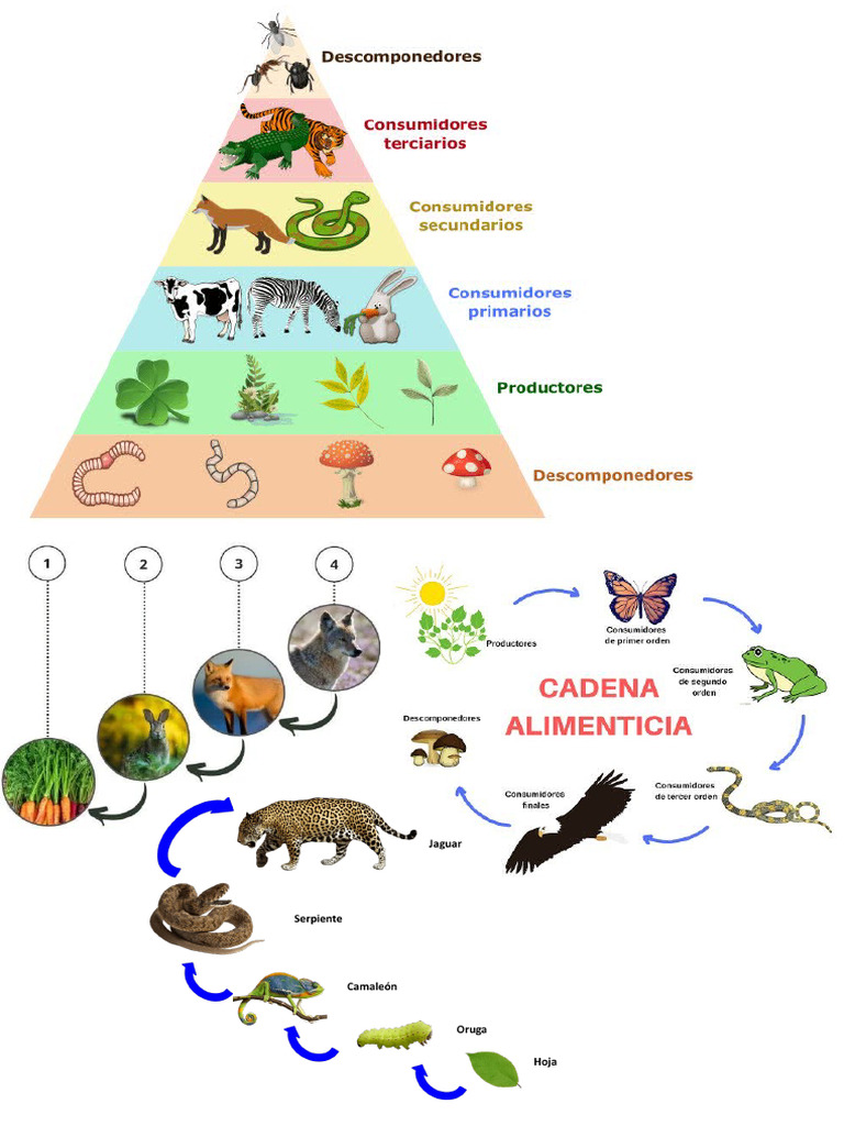 Cadena Alimenticia Pdf