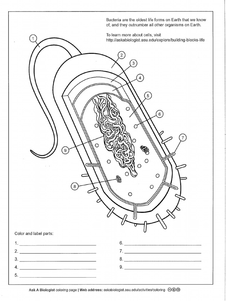 Bacterial Cell Worksheet | PDF