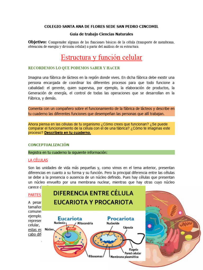 Funciones y Estructura de la Célula | PDF | Biología Celular) | Nucleo ...