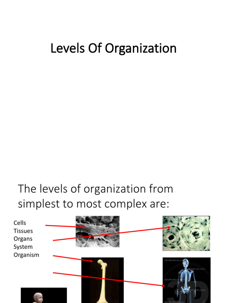 Levels of Organization | PDF