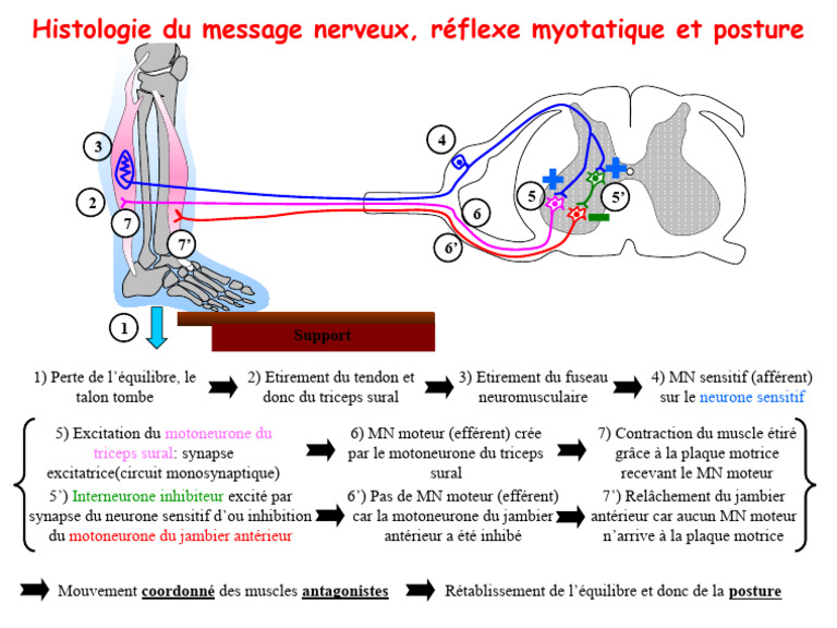 Reflexe Myotatique | PDF