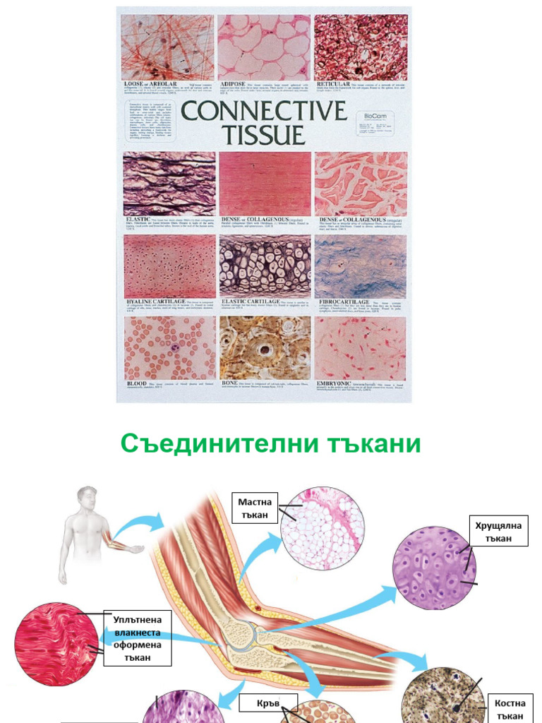 Connective 1 | PDF