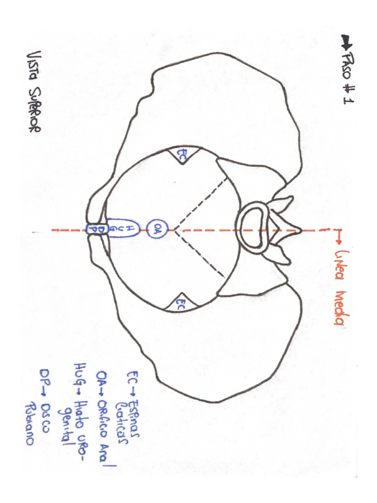 Músculos Del Periné | PDF