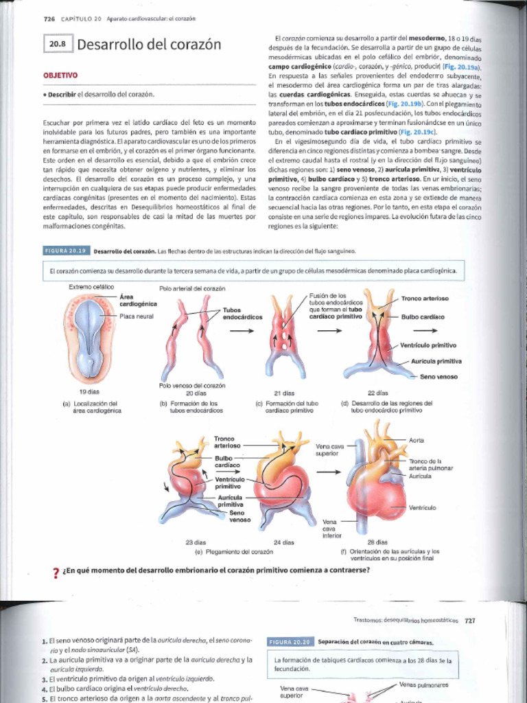 Desarrollo Del Corazon Tortora | PDF