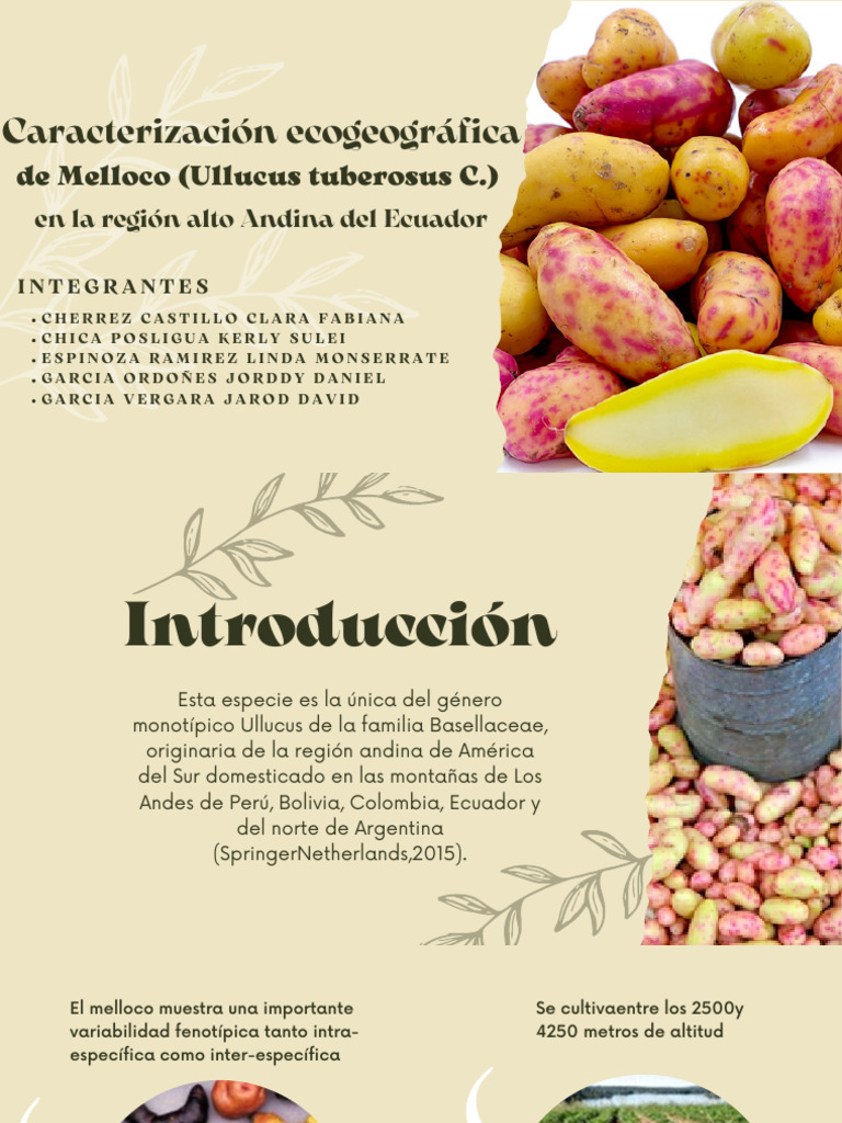 Exposición-Caracterización Eco-Geográfica de Melloco en La Región Alto ...