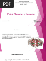 Anatomía y Función de los Músculos del Periné | PDF | Sistema ...