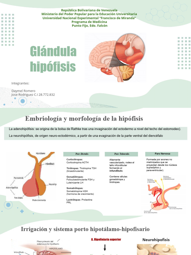 Estructura y función de la hipófisis | PDF | Glándula pituitaria ...