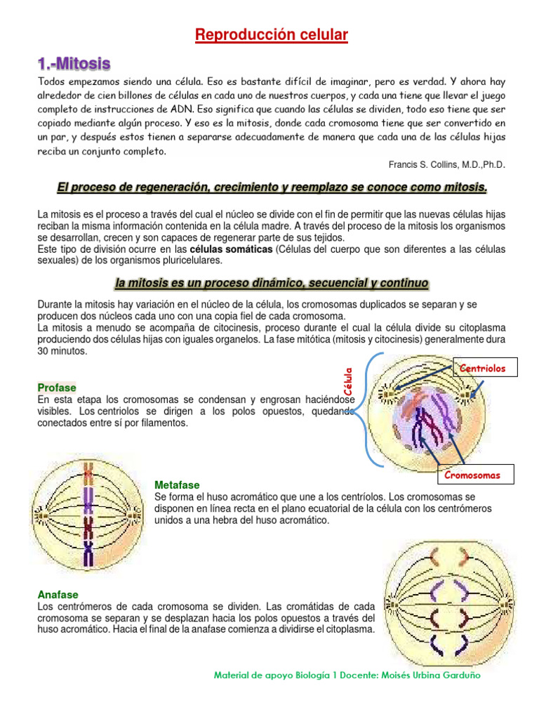 Mitosis - Meiosis | PDF | Mitosis | Mitosis
