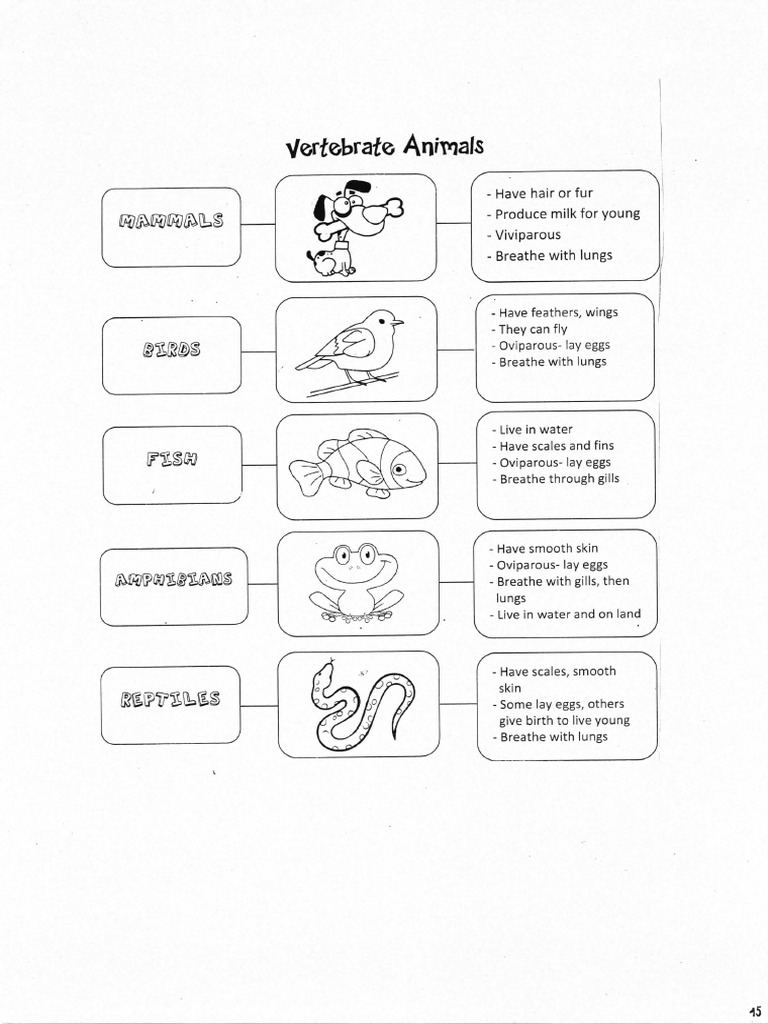 Booklet (Science) Page 15 (1) (1) Vertebrate Animals | PDF