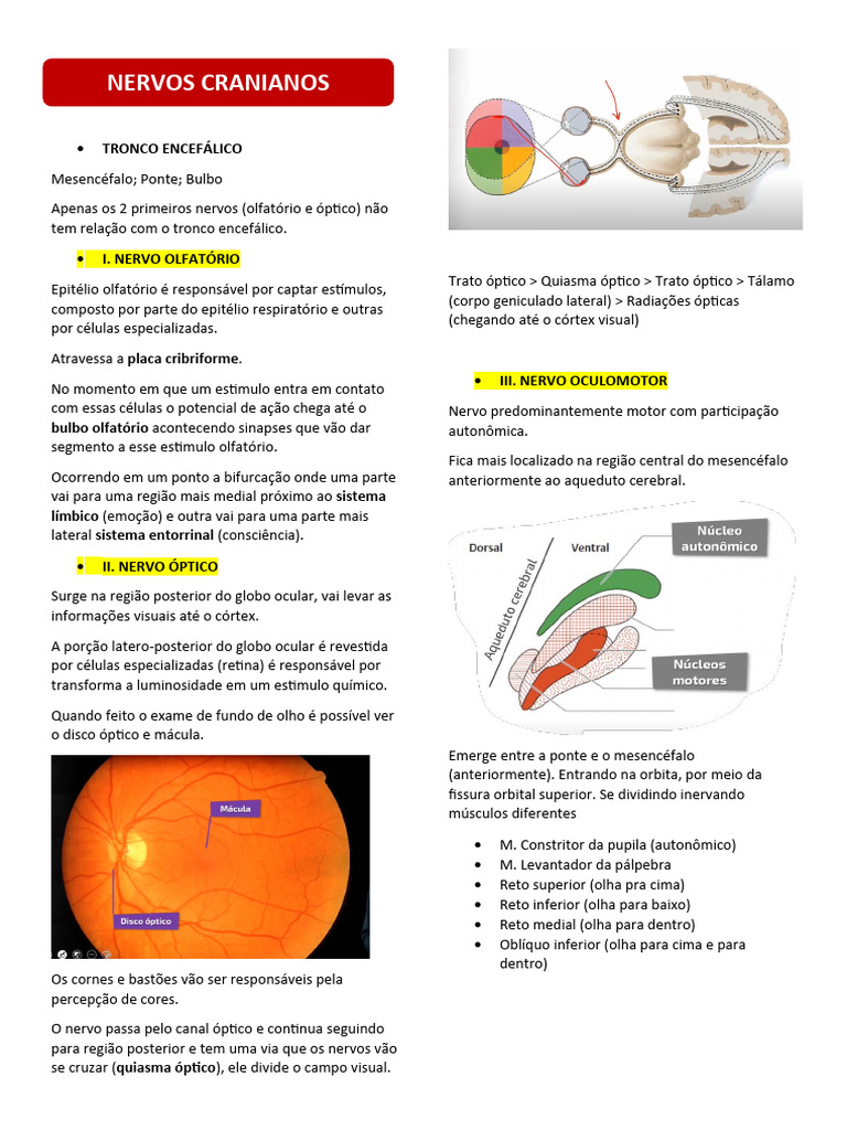 Pares de Nervos Cranianos | PDF
