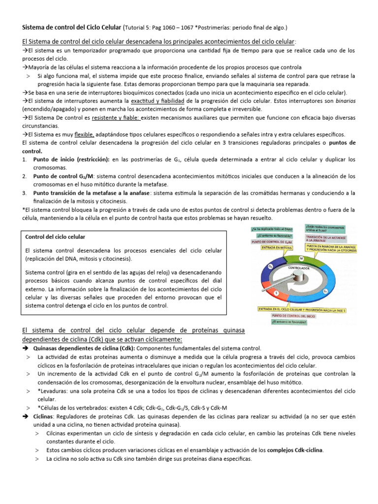 Tutorial 5 Resumen Mio | PDF | Ciclo celular | Mitosis