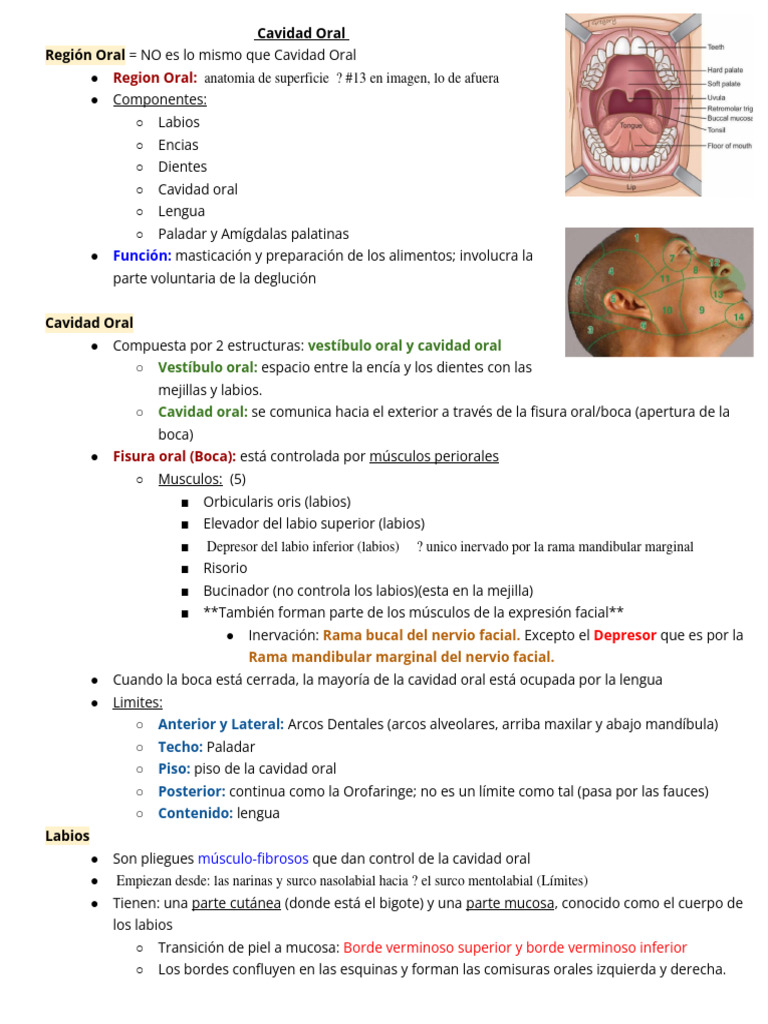 Cavidad Oral y Faringe - Esofago | PDF | Lengua | Laringe