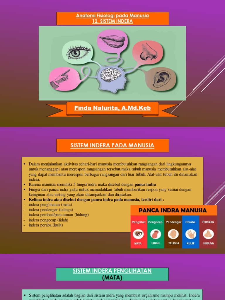 Sistem Indera Manusia | PDF