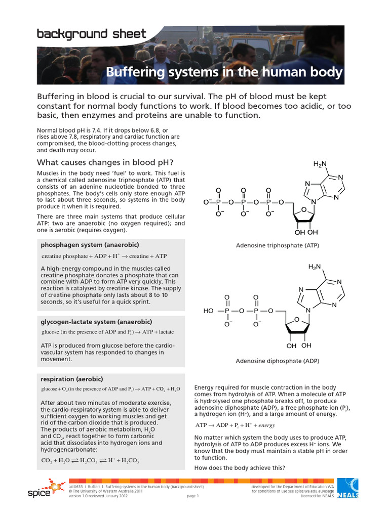 Buffering Systems in The Human Body | PDF | Adenosine Triphosphate | Adenosine Diphosphate