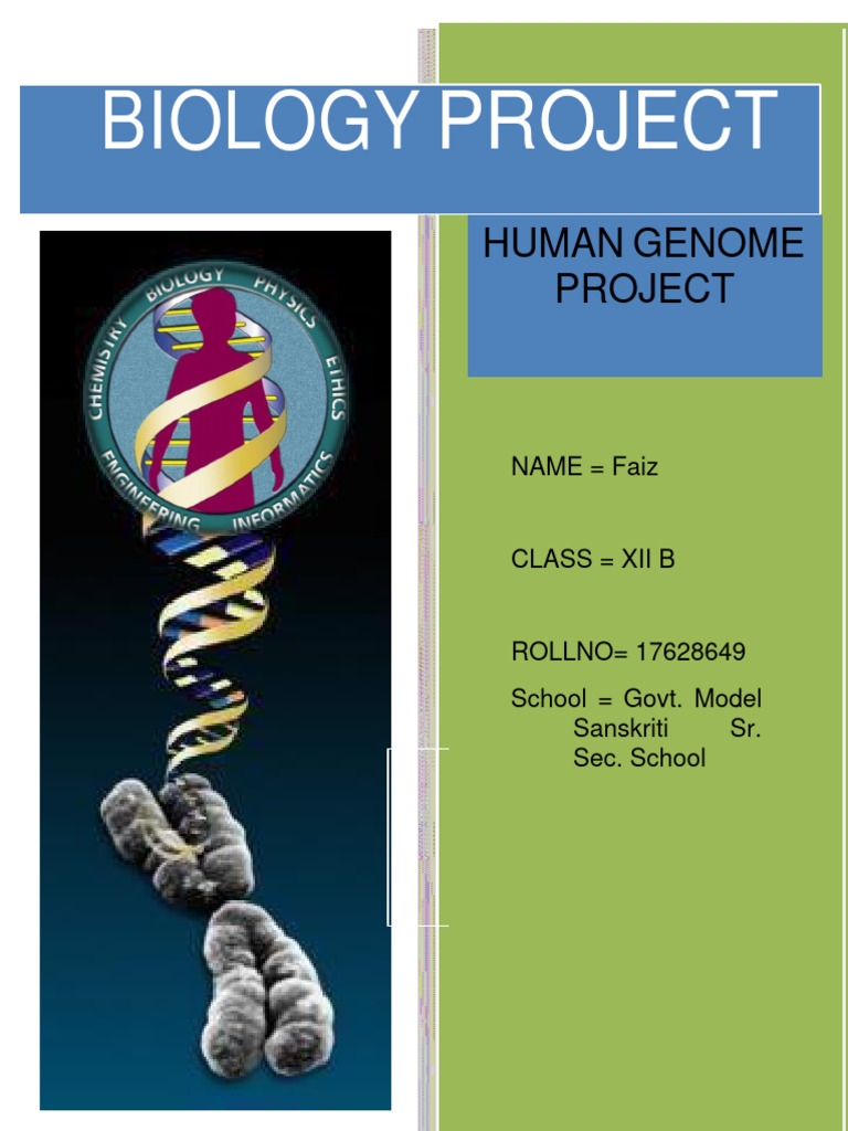 Phy Project File-1 | PDF | Genome | Dna