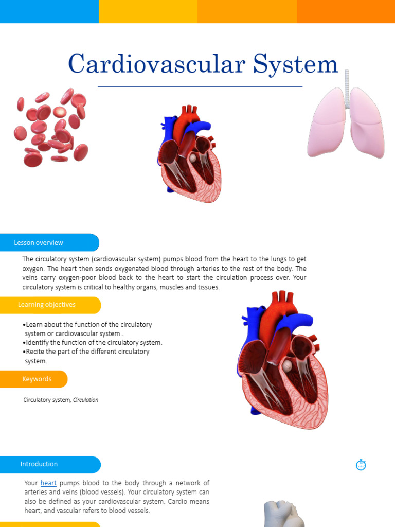 Circulatory System | PDF | Heart | Blood