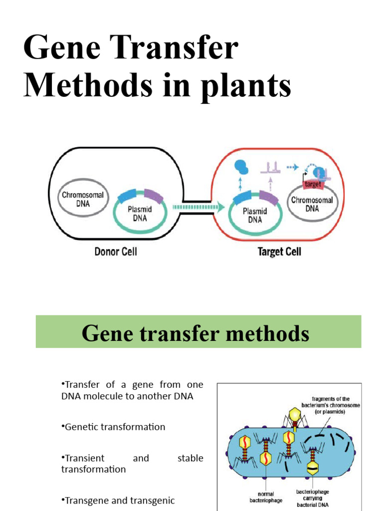 Gene Transfer Methods | PDF | Transformation (Genetics) | Molecular Biology