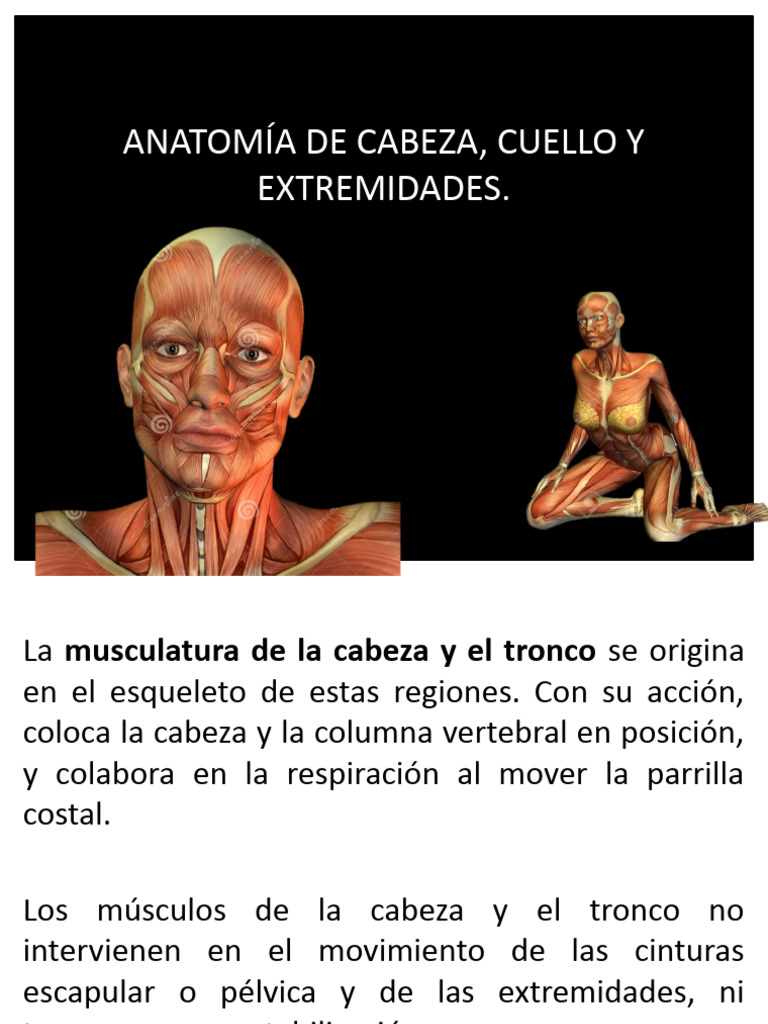 Diapos Anatomía | PDF
