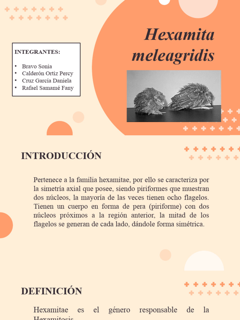 Hexamita Meleagridis EXPO | PDF | Science & Mathematics