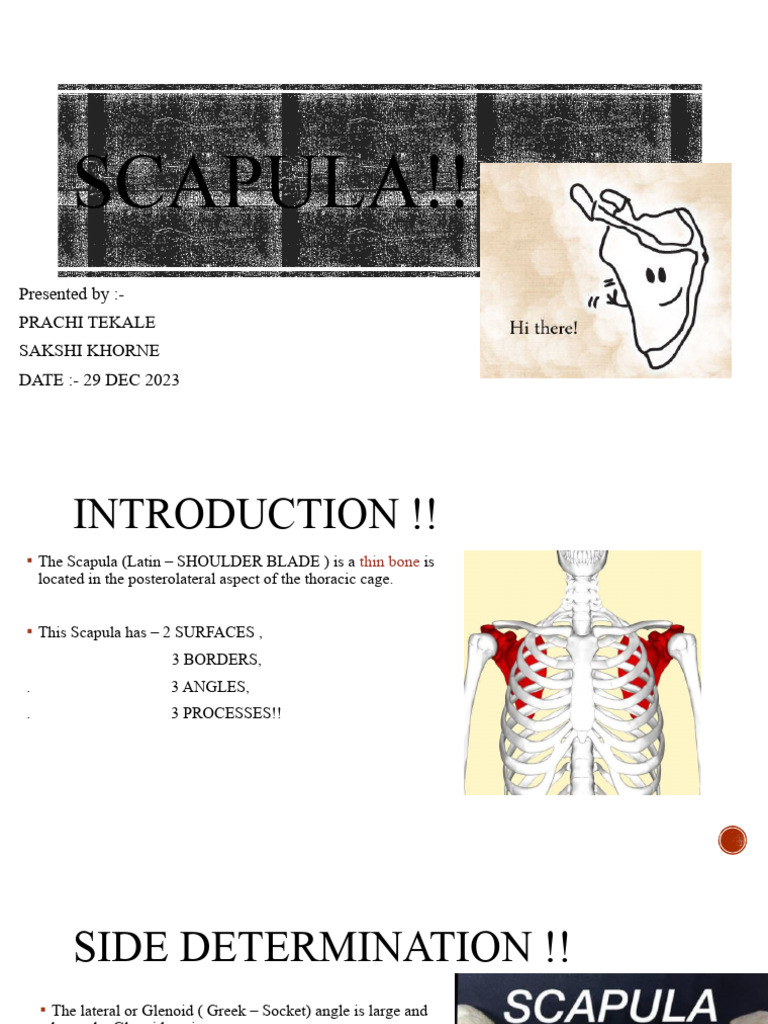 Scapula | PDF | Musculoskeletal System | Human Anatomy