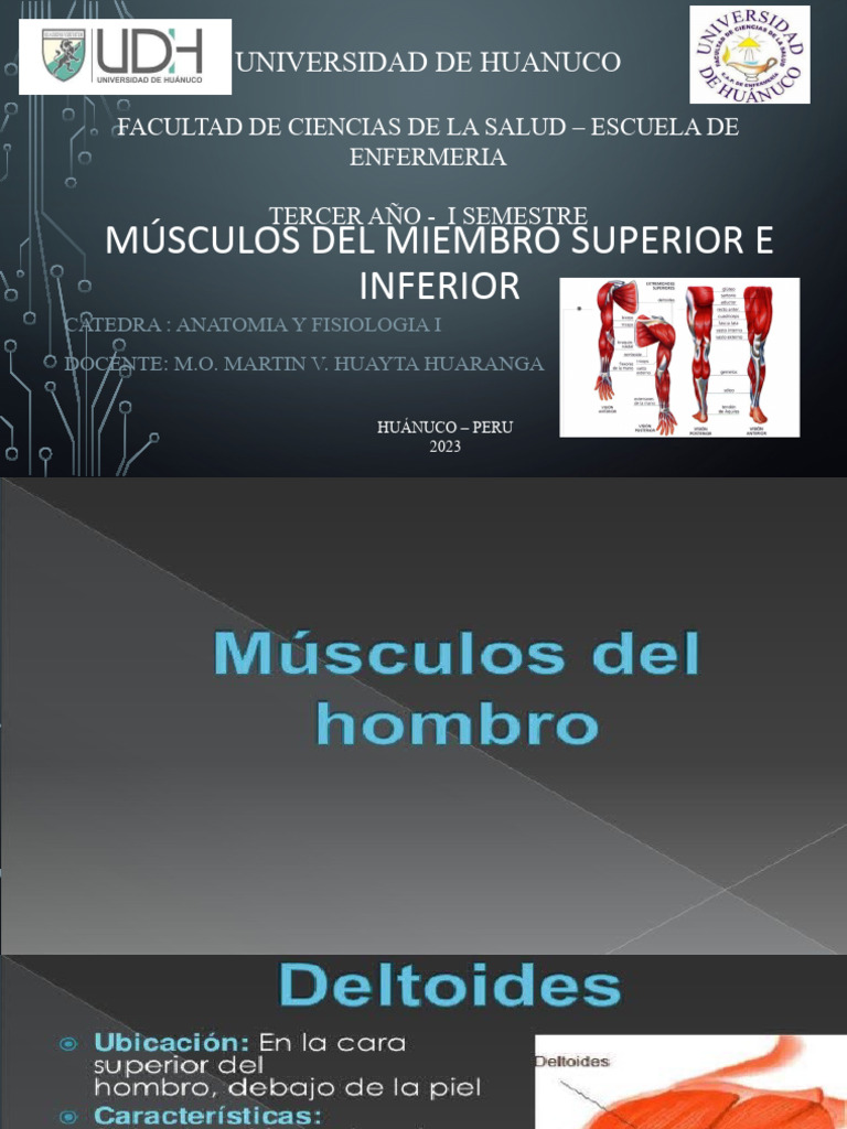 Musculos MS y MI PRESENTAR | PDF