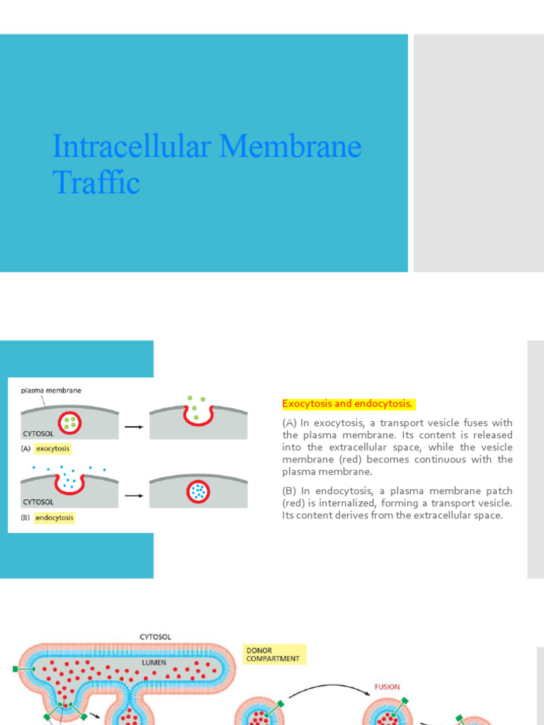 1-Intracellular Membrane Traffic X | PDF | Science & Mathematics
