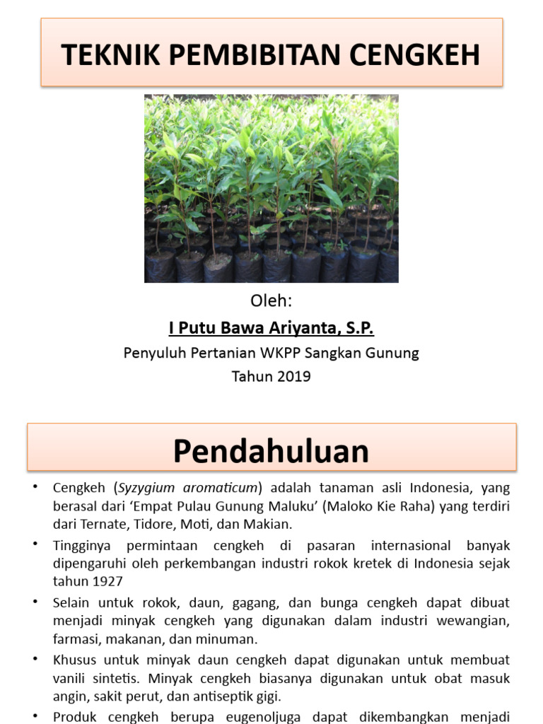 Teknik Pembibitan Cengkeh | PDF