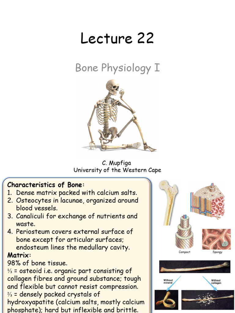 Lecture 22 Bone Physiology I | PDF