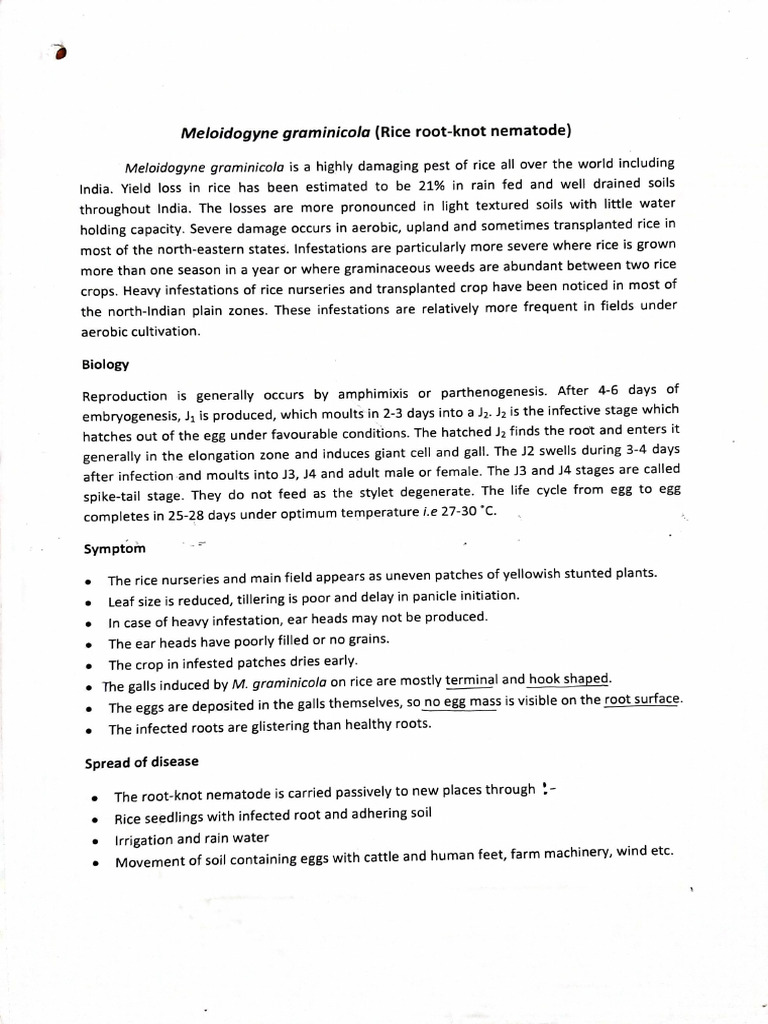 Lect.9 Nematology Rice Root Knot and Stem | PDF