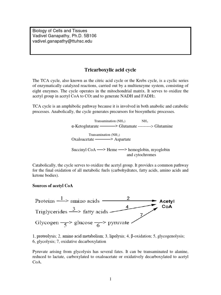 10 Pyruvate Oxid Tricarb Acid Cycle Notes Ganapathy | PDF | Diet ...