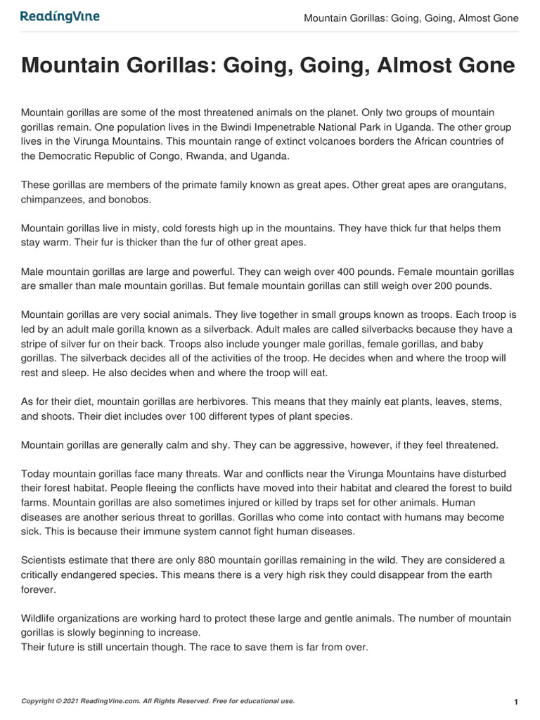 Mountain Gorillas - Going, Going, Almost Gone | PDF | Gorilla | Organisms