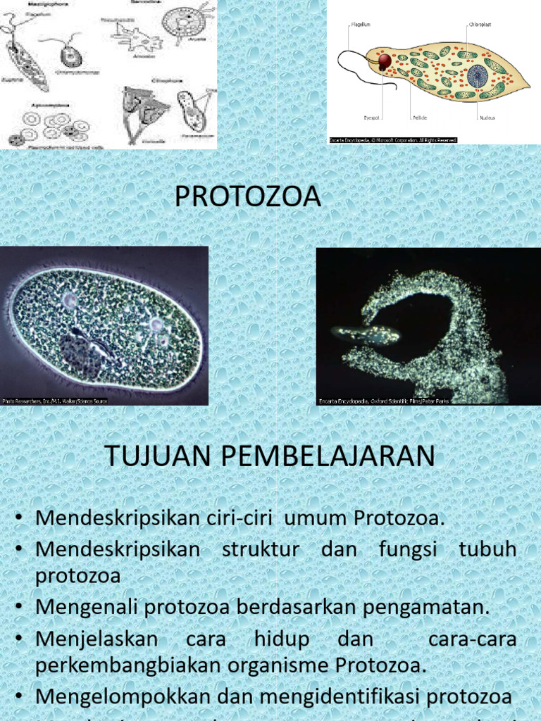 PROTOZOA | PDF