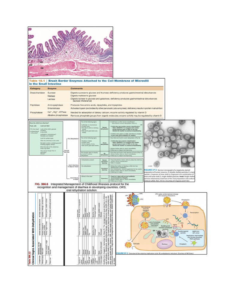 Gastrointestinal Pdf