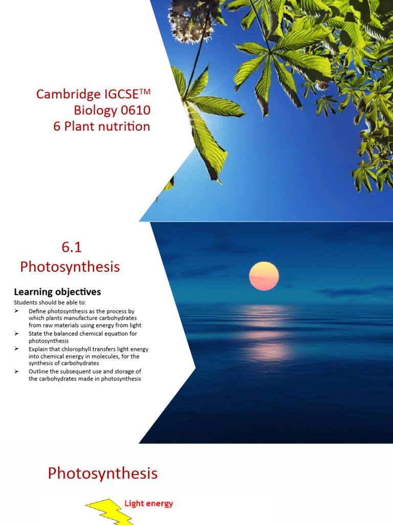 IGCSE-6-Plant-nutrition-2020 | PDF | Photosynthesis | Plant Nutrition