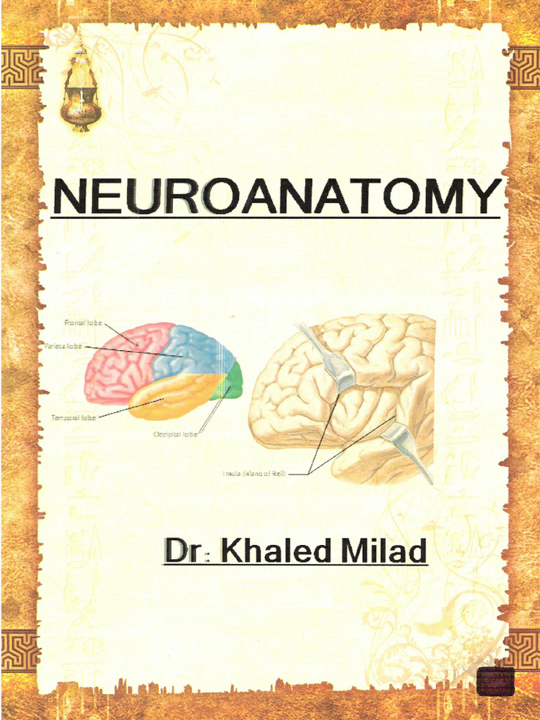 Neuroanatomy | PDF
