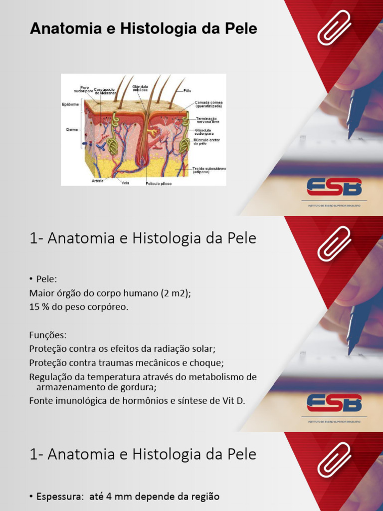 Anatomia e Histogia Da Pele | PDF | Pele | Epiderme