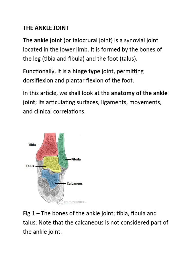 Lec 18 THE ANKLE JOINT | PDF | Ankle | Human Leg