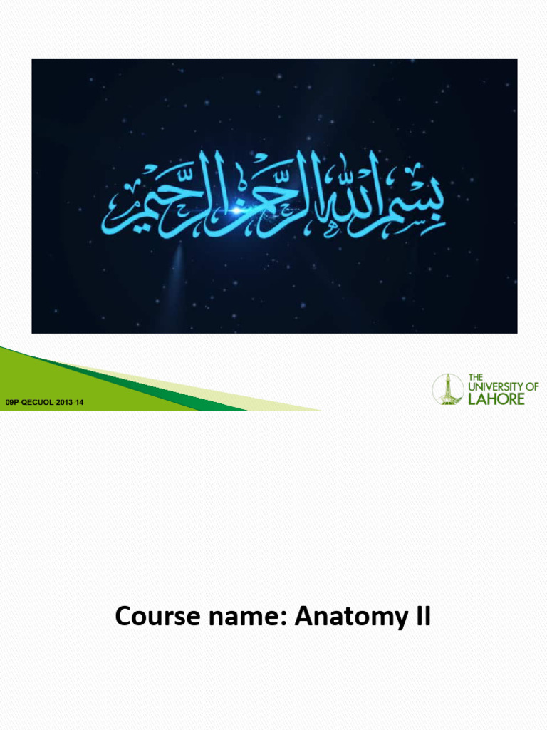 Lec 15 Angiology Lower Limb | PDF | Foot | Human Leg