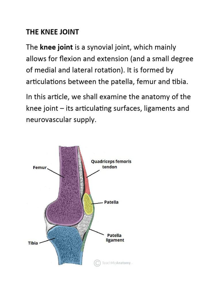 Lec 14 THE KNEE JOINT | PDF | Knee | Joints